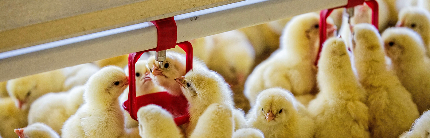 Poultry Vaccination with Dosatron | Dosatron