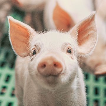 Discover our Solutions | Maximus