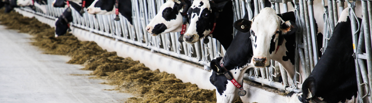 Barn Ventilation Systems | Dairy Farm Management | MAXIMUS