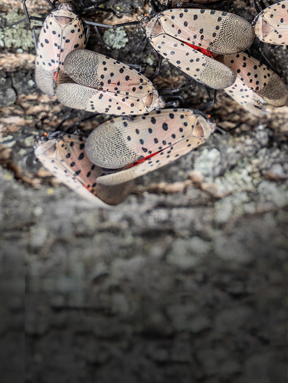 Spongy Moth and Spotted Lanternfly Inspection Form for California | PODS